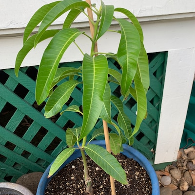 Ice Cream Dwarf Mango Tree Grafted 18 to 24 - Etsy