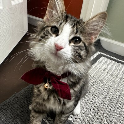 Burgundy Fancy Cat Collar With Rose Gold Bell Luxury Breakaway Collar ...