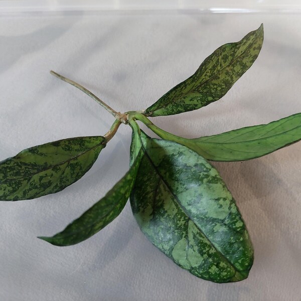 RARE Hoya Mathilde Silver Fresh Cutting Plant Houseplant - Etsy UK