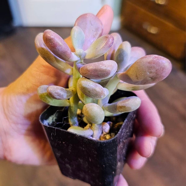 Rare Pink Moonstone Succulents, Pink Pebble Rosette Plants, Pachyphytum ...