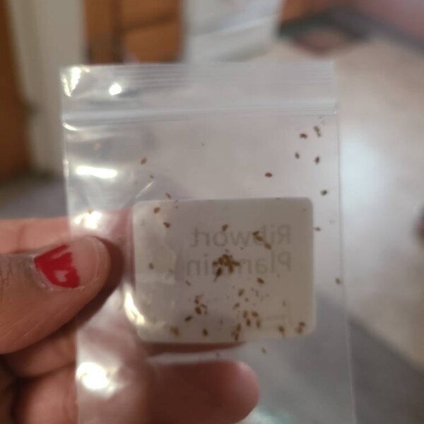 20 Seeds Common Barberry Bush - Berberis Vulgaris - Edible Berries - Etsy