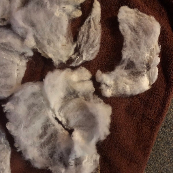 Merino (rafter 7) - Rambouillet Cross Wool - Etsy