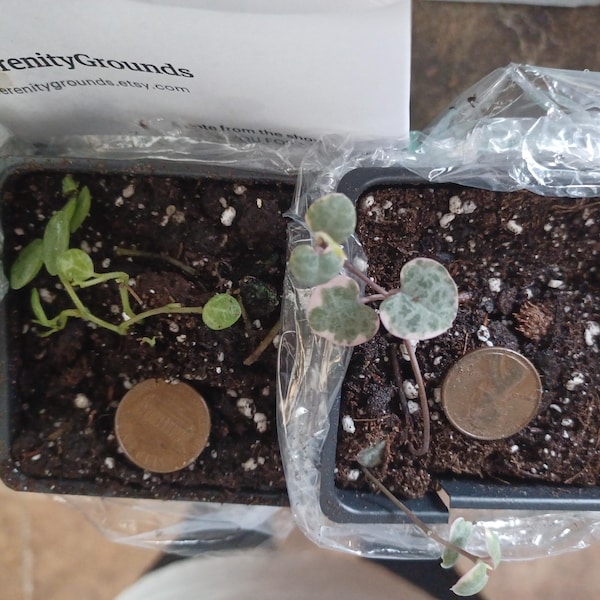 Variegated String of Turtles Houseplants - Etsy