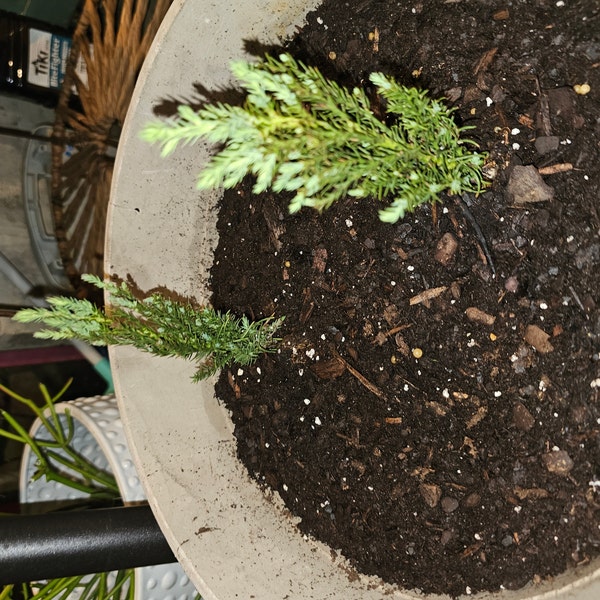 Giant Sequoia | Tree Seed Grow Kit | the Jonsteen Company - Etsy