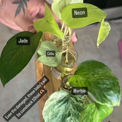 Moonlight Pothos, Scindapsus Treubii Moonlight, Sterling Silver Plant ...