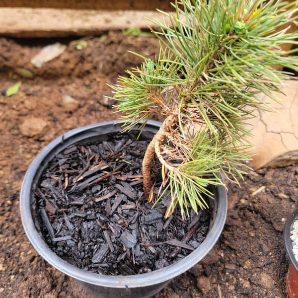 Bristlecone Pine. Pinus Aristata. Natural Dwarf. Young Tree Ready for ...