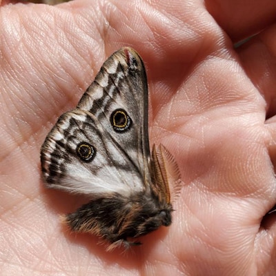 Agapema Anona Saturn Moth Saturniidae Arizona - Etsy