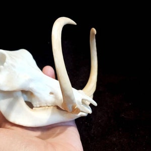 Siamang Black-furred Gibbon Skull Replica - Etsy