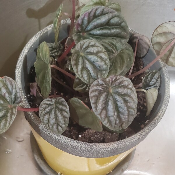 Red Ripple Peperomia - Caperata- 4in Pot - Tropical Indoor Houseplant ...
