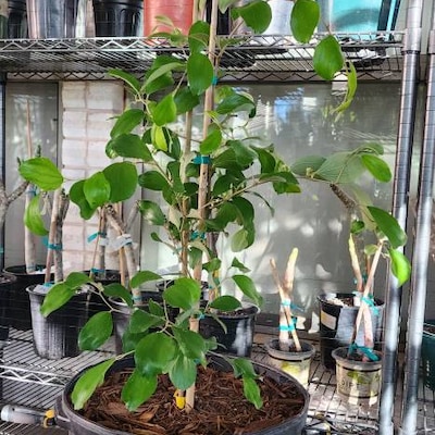 Thai Giant Jujube Tree 2-3ft Tall Fruit is Big Sweet and Crunchywill Be ...