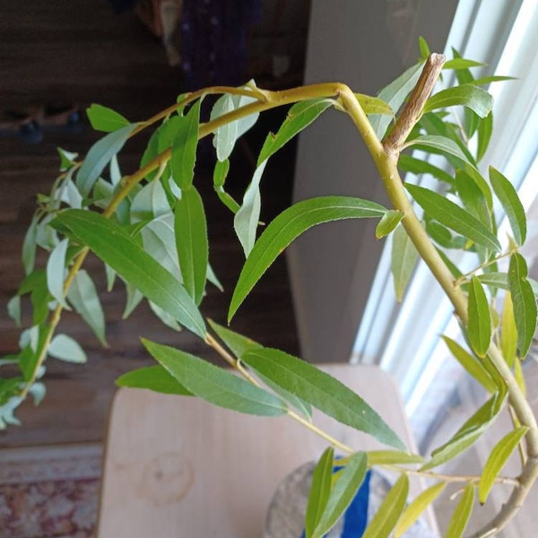 Weeping Corkscrew Willow Sapling in Nursery Pot. Live Rooted Salix ...