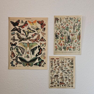 Vintage Wall Posters Animals and Insects Wall Pictures Mushrooms Canvas ...