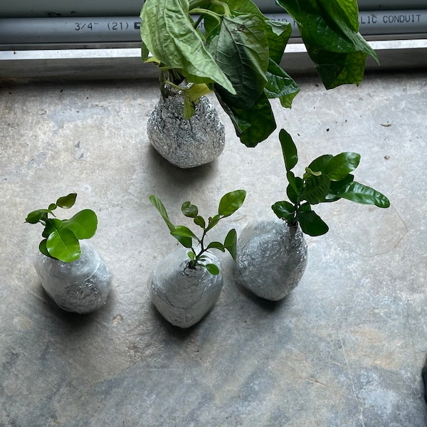 Live Chinese Keys Plant, Boesenbergia Rotunda, Fingerroot Live Plant ...