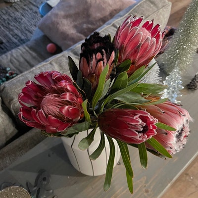 ASSORTED FRESH PROTEA Flower - Etsy