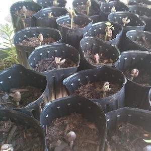 5 Bele Abelmoschus Manihot Edible Hibiscus Tonga Spinach Cuttings FROM ...