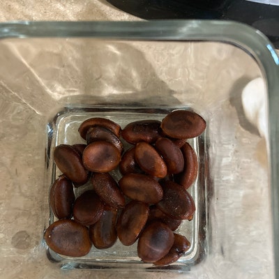 5 Bele Abelmoschus Manihot Edible Hibiscus Tonga Spinach Cuttings FROM ...