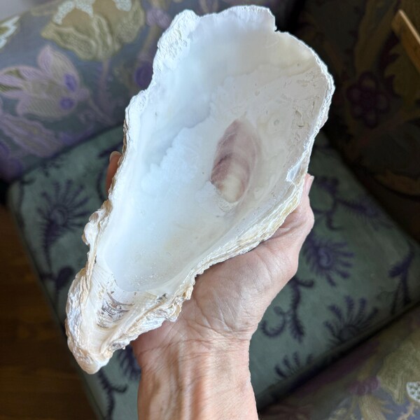 Large Oyster Shell 10 Inch Long and 4 1/2” Wide Clean No Smell Art ...