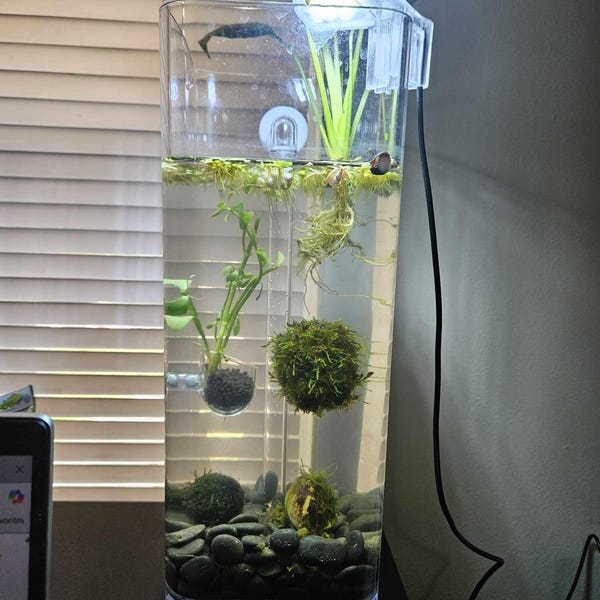 Self-cleaning Betta Fish Aquarium With Adjustable Heater + River Stones ...