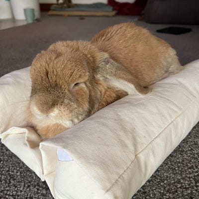 Digital Download Plans for Luxury Bunny Cubby Free Roam Rabbit Cat Home ...