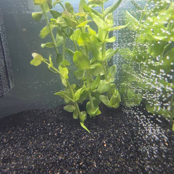 Rotala H'ra Easy Live Aquatic Stem Plant for Planted Aquarium ...