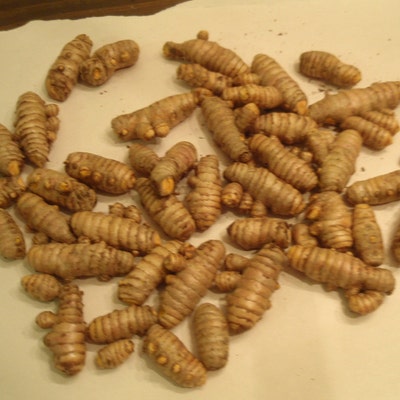 1-5 Lbs Fresh Organic Turmeric USA Grown - Etsy