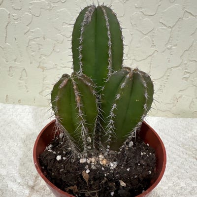 Grafted Colorful Three Moon Cactus Collection - Etsy