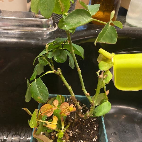 Chinese Julie. Climbing Rose Hanxian 涵仙，cut Rose. Highly Recommended ...