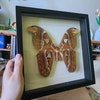 Real Atlas Moth Shadow Box Frame, Framed Attacus Atlas, Moth Taxidermy ...