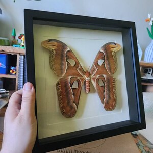 Real Atlas Moth Shadow Box Frame, Framed Attacus Atlas, Moth Taxidermy ...