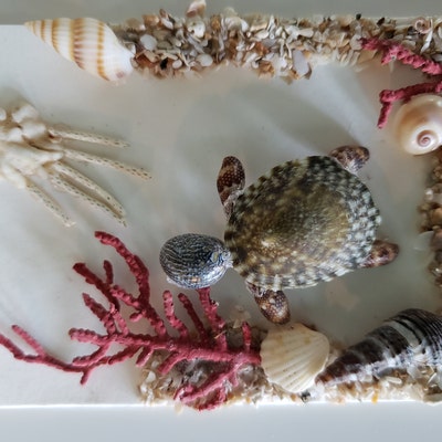 Giant Yellow Pacific Cardium Cockle Shells 4 1/4 - Etsy