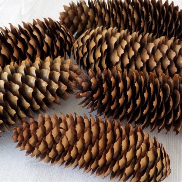 Real Pinecones Natural Pinecones Organic Pinecones Christmas Decor ...