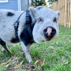 Cotton Mini Pig Harness You Choose Fabric - Etsy