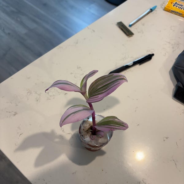 Scindapsus Mayari Variegated in a Nursery Pot | Rare Scindapsus Single ...