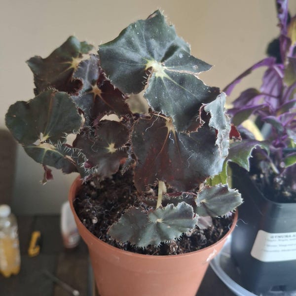 Thai Hybrid Caladium - Etsy