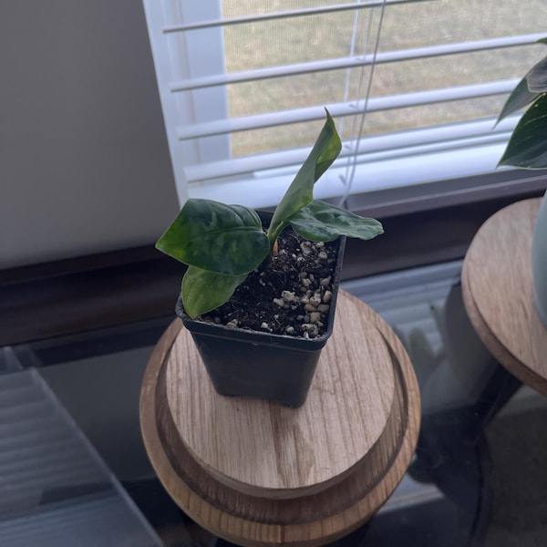 3” Aglaonema Tricolor Pictum Pot - Rare Plant - Camouflage Foliage ...
