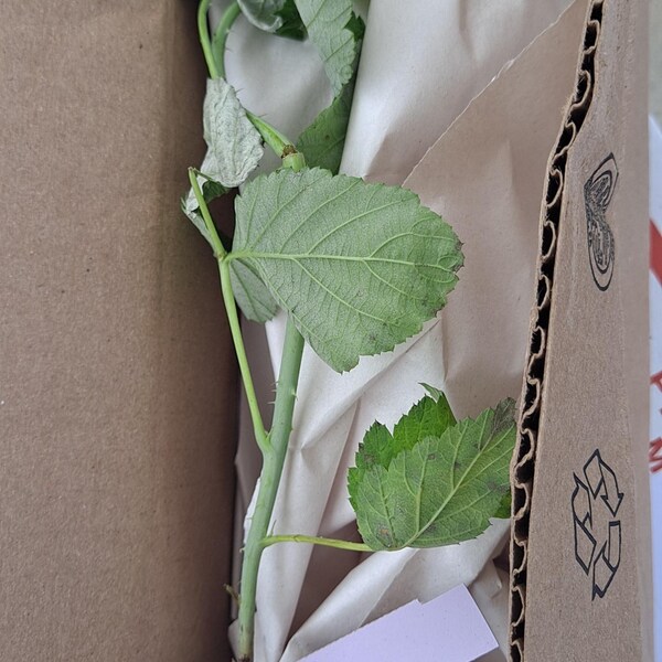 1 Jewel Black Raspberry Plant. Midseason. Zones 4-8. Live Rooted ...