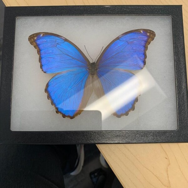 Real Butterfly; Meadow Wanderer; Crenis Pechuelli; Preserved Dry ...