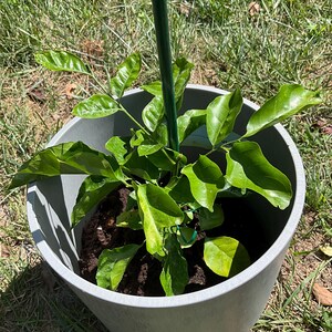 X3 Female Pistachio Tree Cuttings Pistacia Vera - Etsy