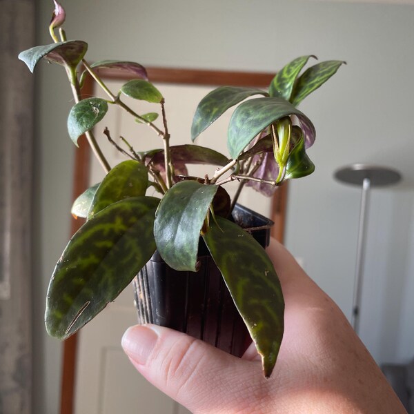 Twin-pk Live Arboricola Moondrop in 3” Pots, Schefflera Arboricola ...