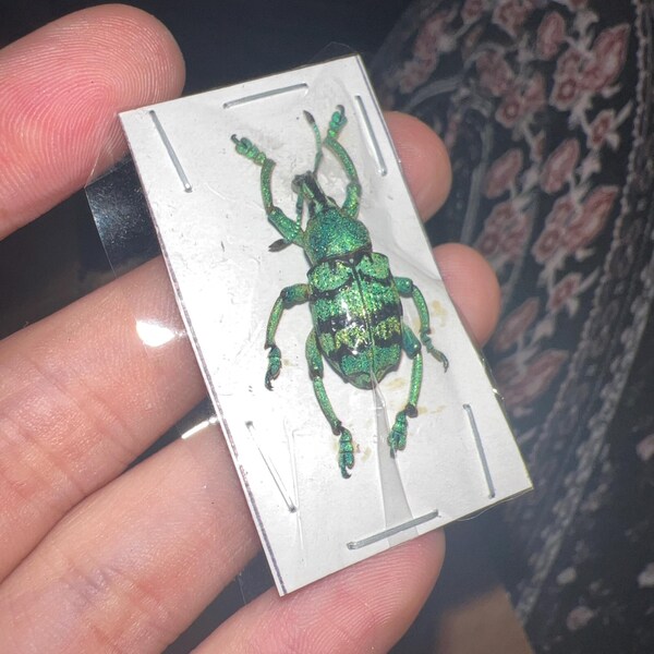 Blue/green Weevil Beetle 'eupholus Chevrolati' - Etsy