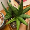 Scindapsus Lucens/anadendrum Affine/shingling Vine/pothos/philodendron ...