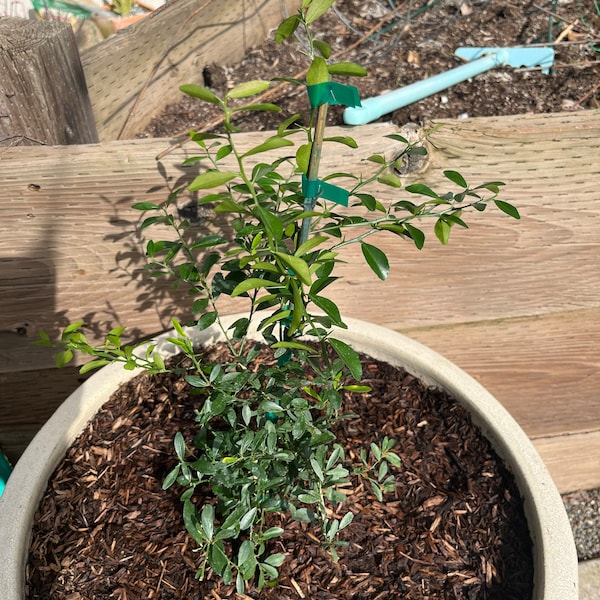 Finger Lime Tree , 1/2 Gallon Pot - Microcitrus Australasica in 1/2 Gal ...