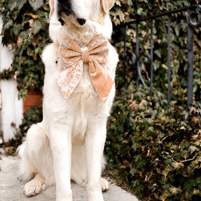 Toads and Mushrooms, toadally Fungi Cream Velvet, Forest, Reversible ...