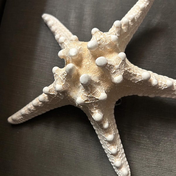 Real Jungle Mud Starfish Orange Brown Amber Color 1 to 3 Pcs 2 to 4 1/2 ...