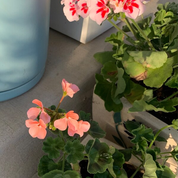 Pink Coral Geranium Seeds - Etsy