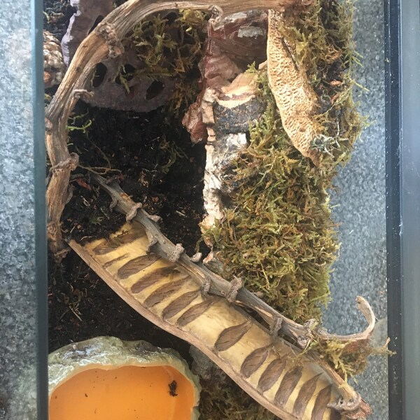 Land Snail Kit, Ideal for Garden Snails - Etsy