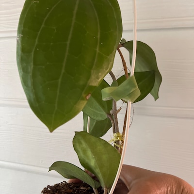 Hoya Bahoi Splash - Etsy