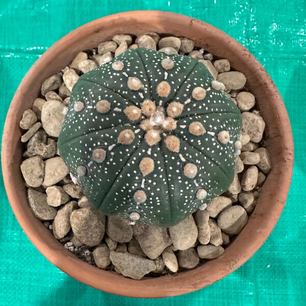 Mammillaria Magnimamma Erusamu Unique Striking Funky Cactus Fun Pretty ...