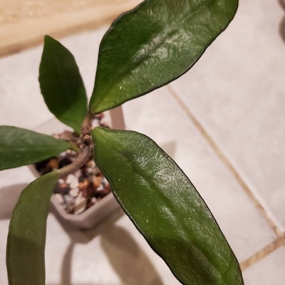 Hoya Kloppenburgii HOY92 - Etsy