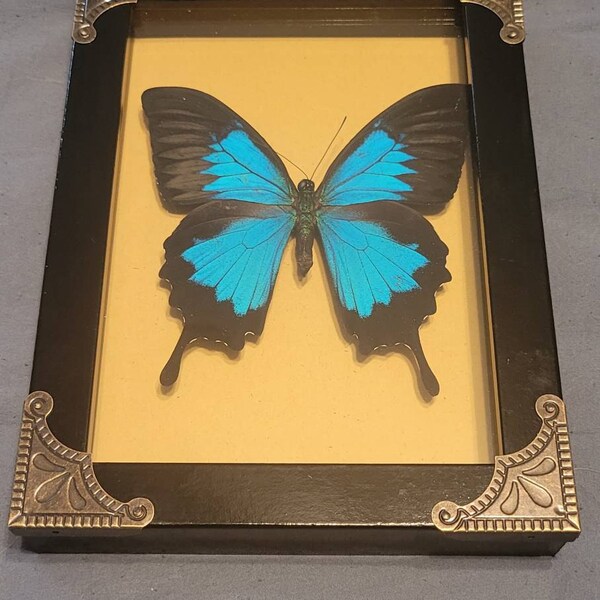 Blue Carpenter Bees Female Java REAL 6x8 - Etsy